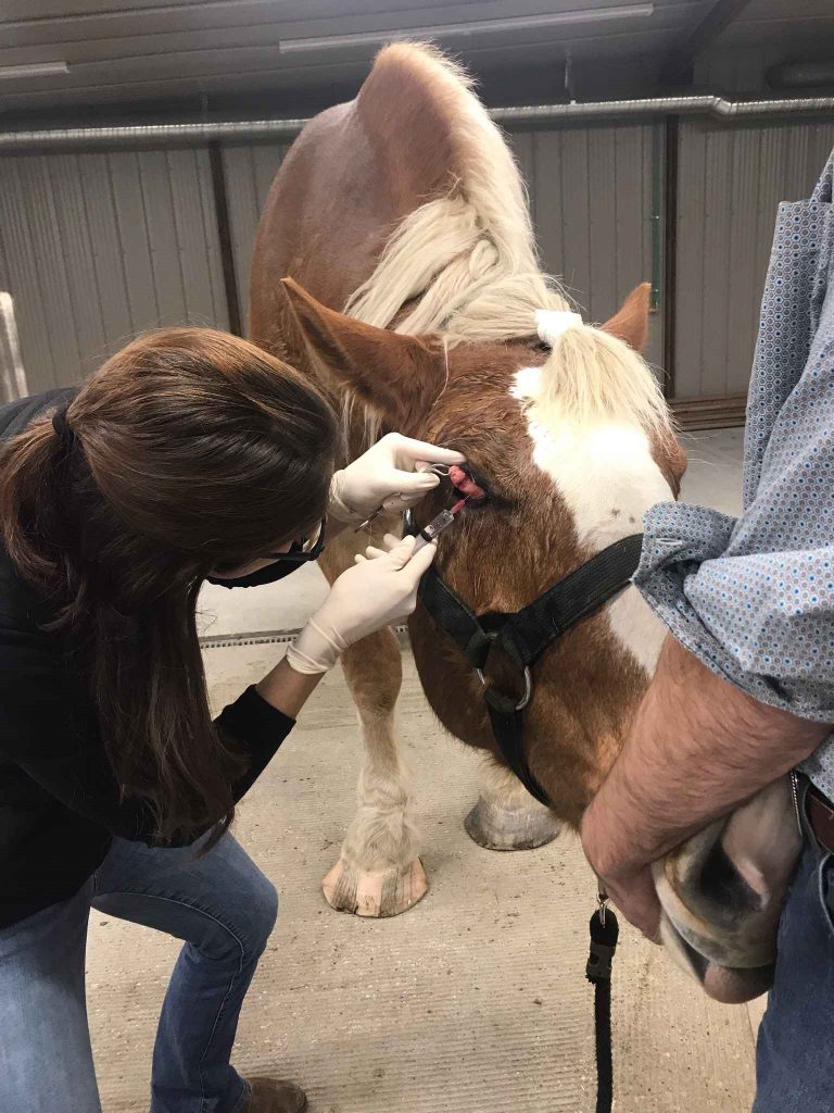 Surgery – Momentum Equine