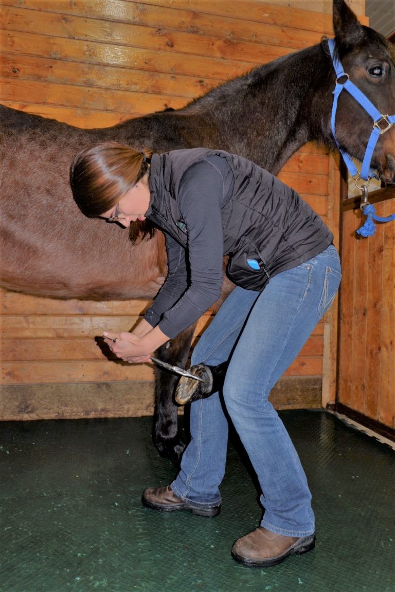 Pre-purchase Exams – Momentum Equine