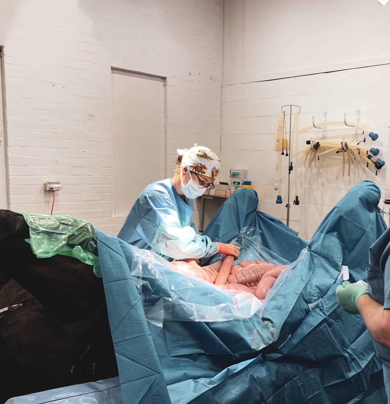 Surgery – Momentum Equine